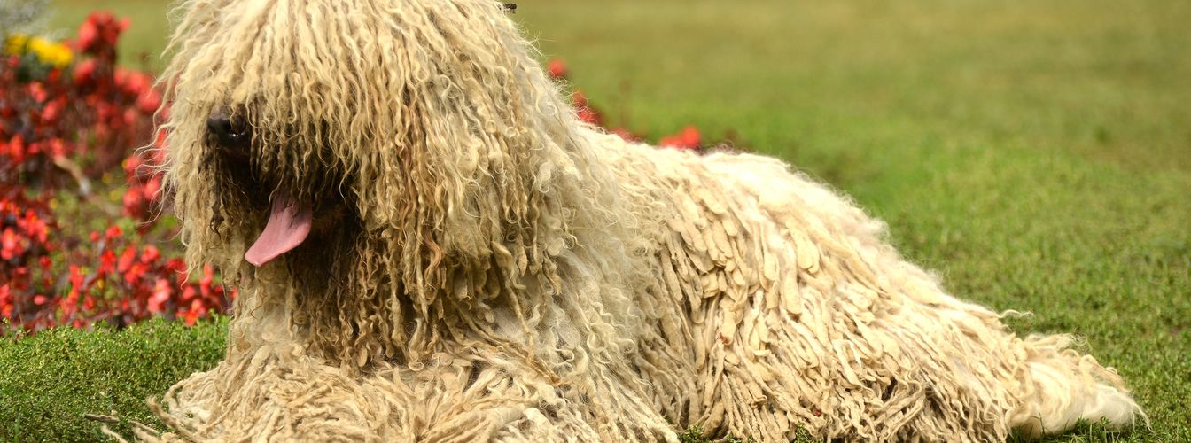 Hundemagazin Dogbible: Moderner Hundeblog + Rassenübersicht - dogbible