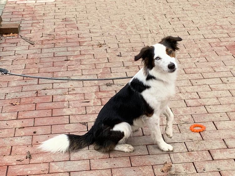 Se Puede Afeitar Una Mezcla De Labrador Border Collie
