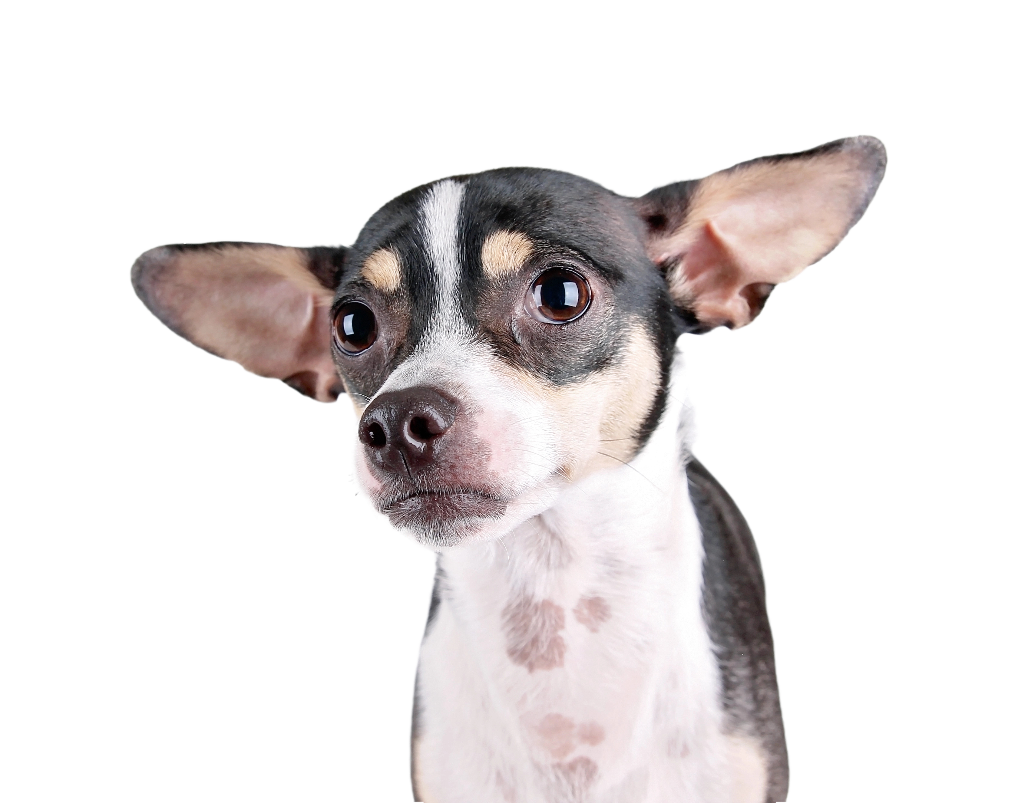 Rat-Cha: Charakter & Haltung - Hunderasse Bilder - dogbible