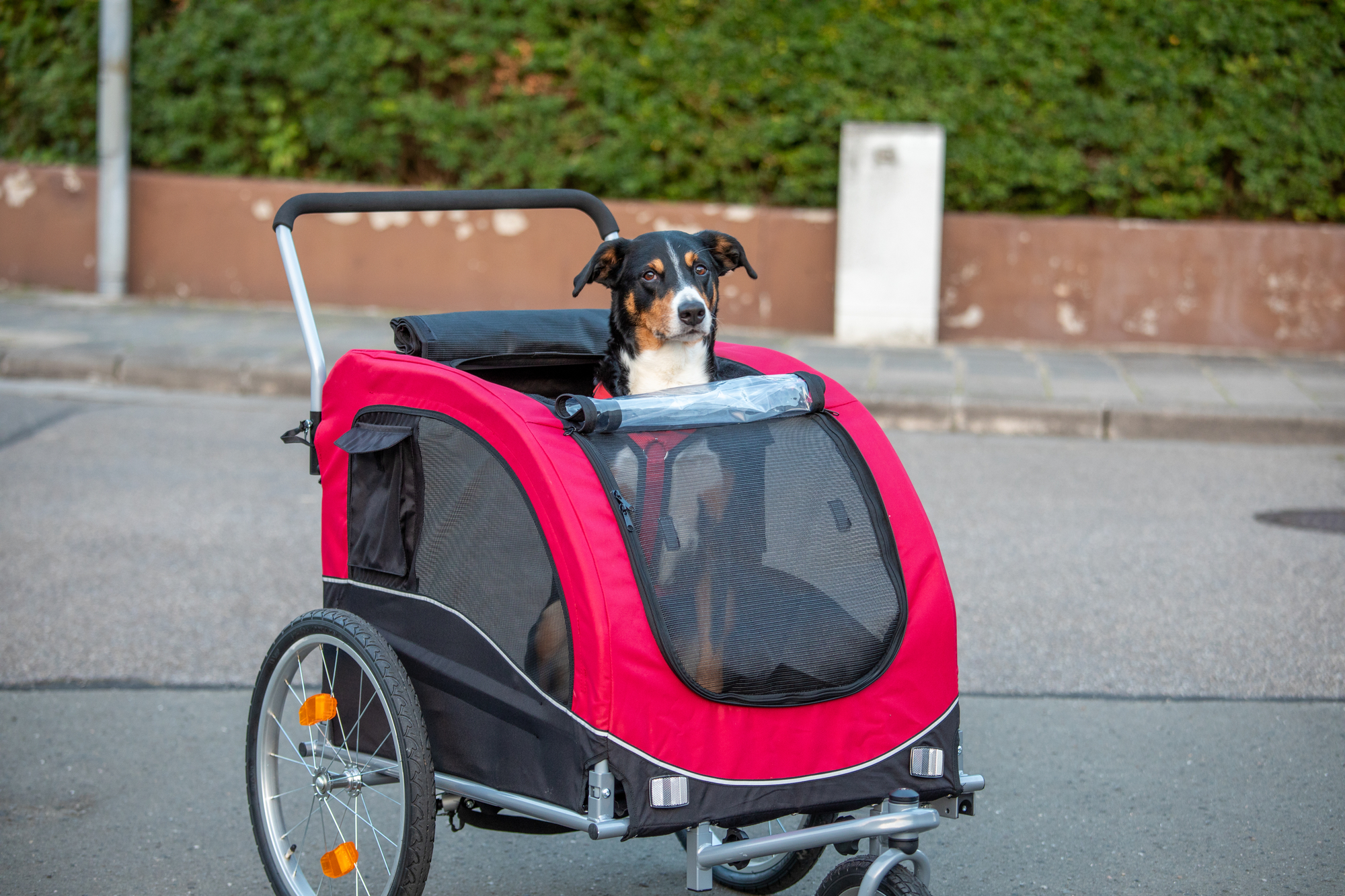 Spannende Hunde Fahrradanhnger Xxl Fotosnull