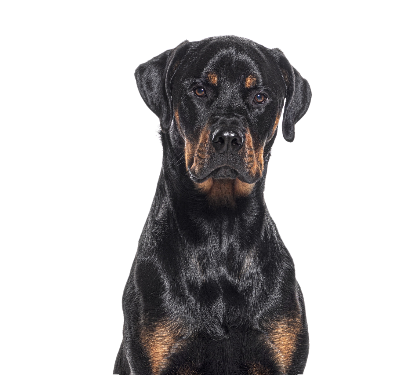 Boxweiler: Charakter & Haltung - Hunderasse Bilder - dogbible