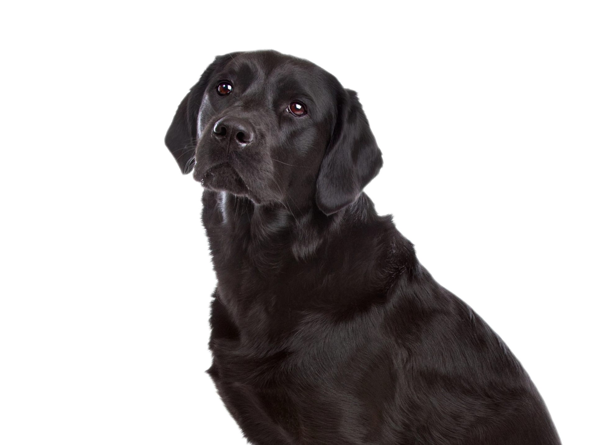 Flat Coated Labrador: Charakter & Haltung - Hunderasse Bilder - dogbible