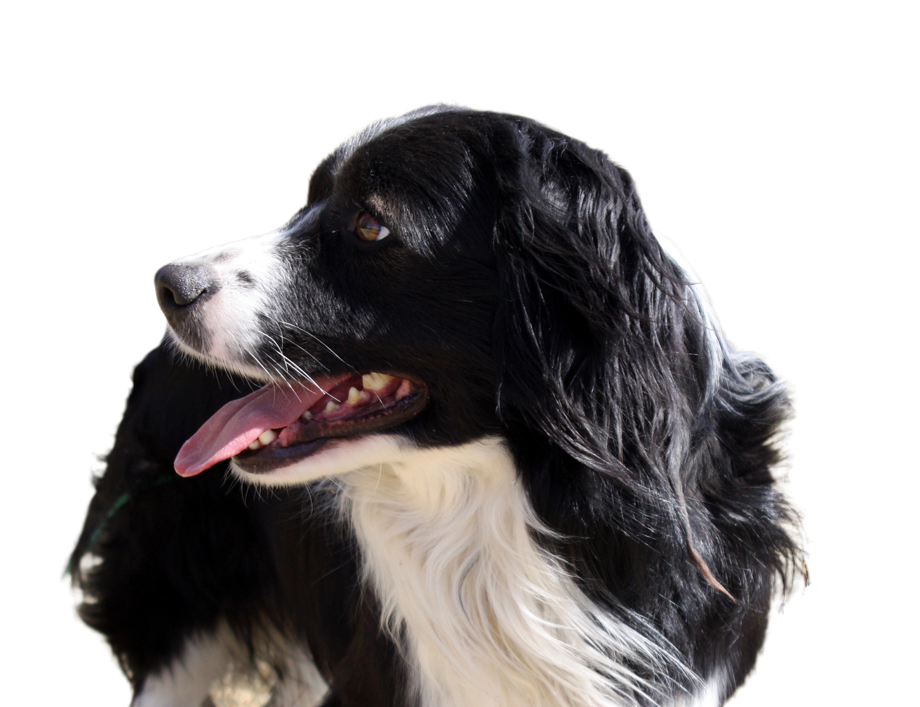 Borgi: Charakter & Haltung - Hunderasse Bilder - dogbible