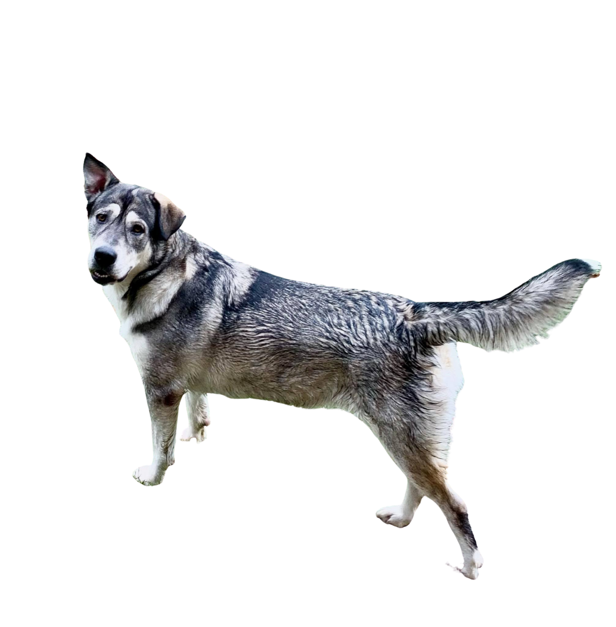 Alaskan Malador: Charakter & Haltung - Hunderasse Bilder - dogbible