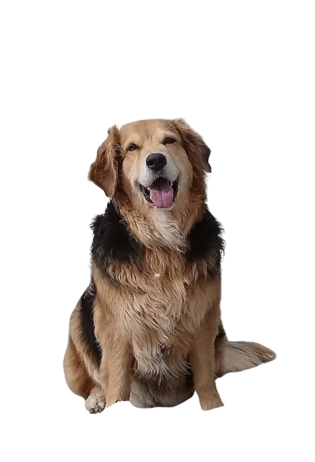 Australian Retriever: Charakter & Haltung - Hunderasse Bilder - dogbible