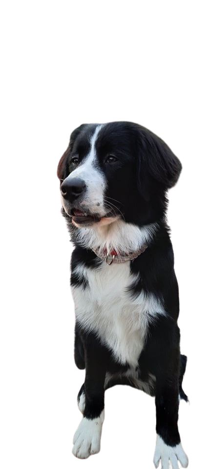 Berner Landseer: Charakter & Haltung - Hunderasse Bilder - dogbible