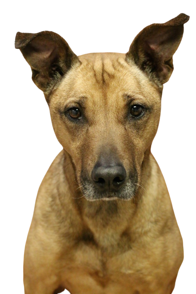 Black Mouth Cur: Charakter & Haltung - Hunderasse Bilder - dogbible