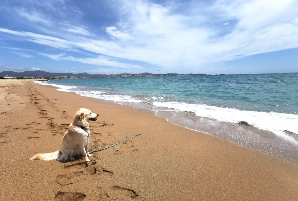 22 interessante Border Collie Mischlinge - dogbible