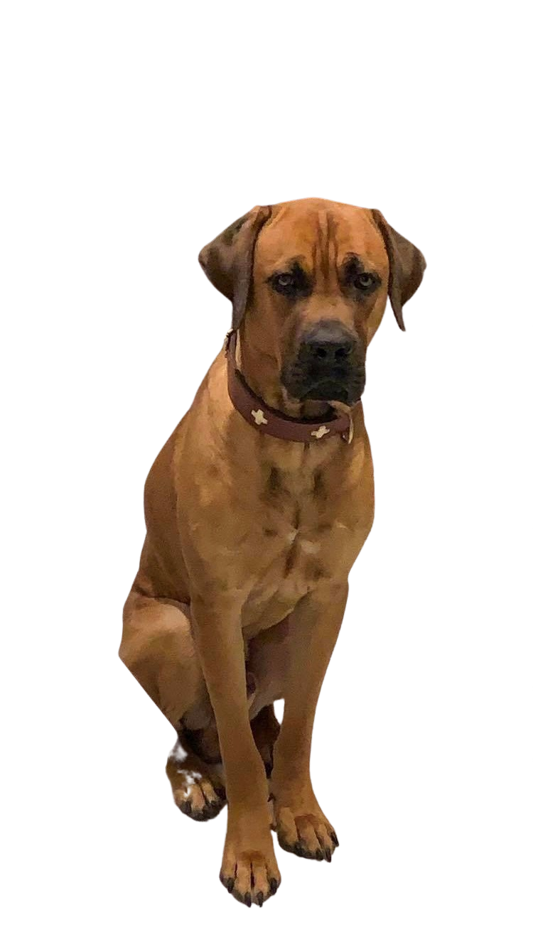 Broholmer Cane Corso Mix: Charakter & Haltung - Hunderasse Bilder ...