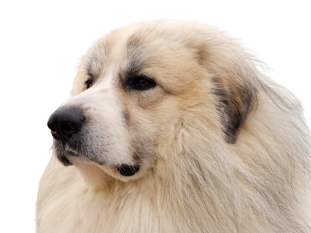 Pyrenäen-Berghund: Charakter & Haltung - Hunderasse Bilder - dogbible