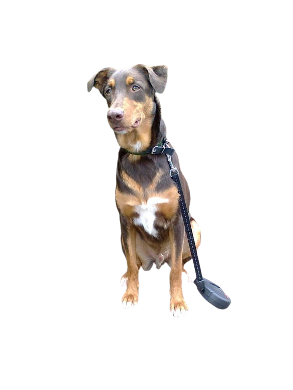 Doberdenco: Charakter & Haltung - Hunderasse Bilder - dogbible