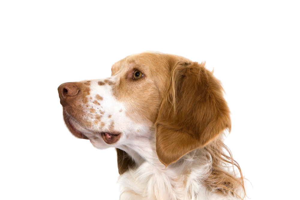 Französischer Spaniel: Charakter & Haltung - Hunderasse Bilder - dogbible