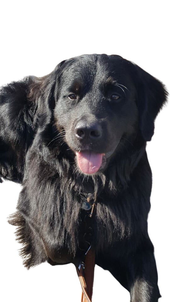 Golden Mountain Dog: Charakter & Haltung - Hunderasse Bilder - dogbible