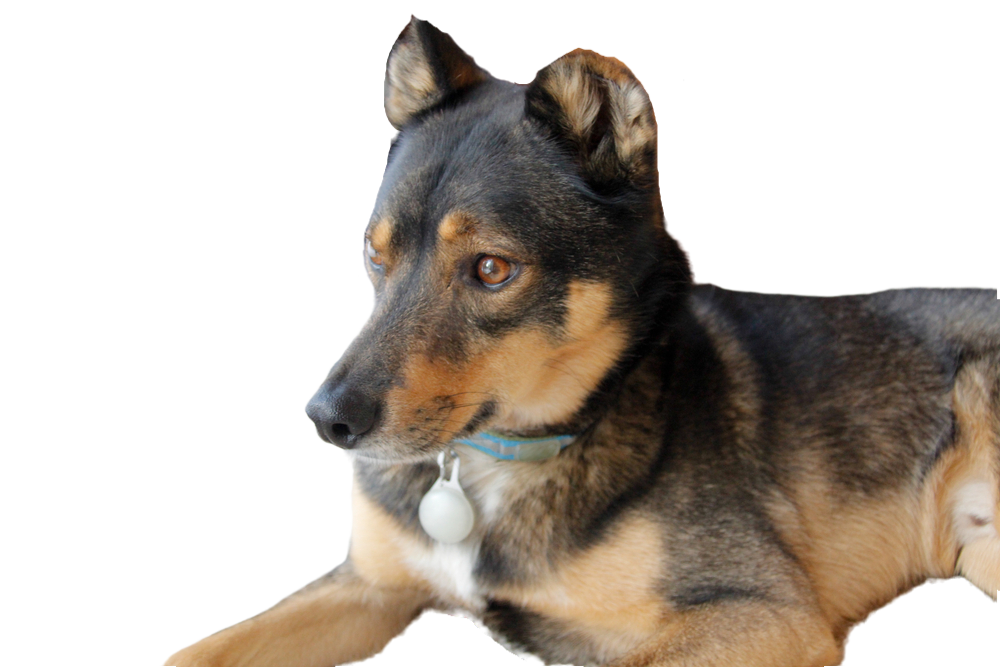 Husky Rottweiler Mischling