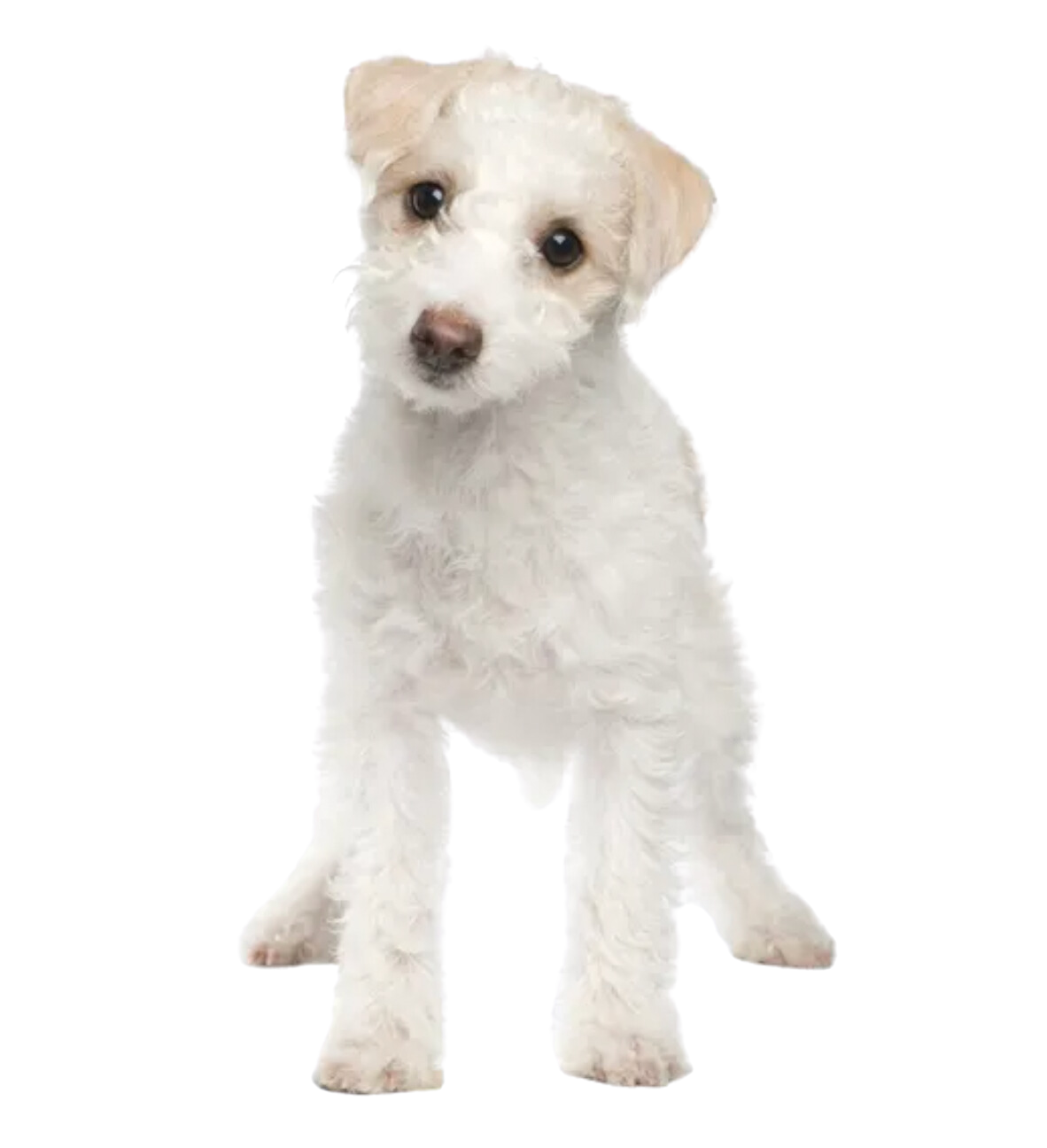Malteser Jack Russell Mix: Charakter & Haltung - Hunderasse Bilder ...