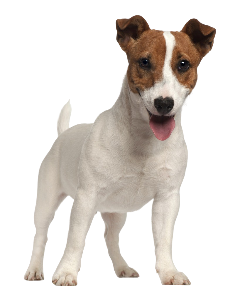 Jack Russell Terrier: Charakter & Haltung - Hunderasse Bilder - dogbible