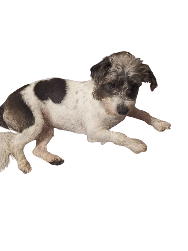 Jackie-Bichon: Charakter & Haltung - Hunderasse Bilder - dogbible