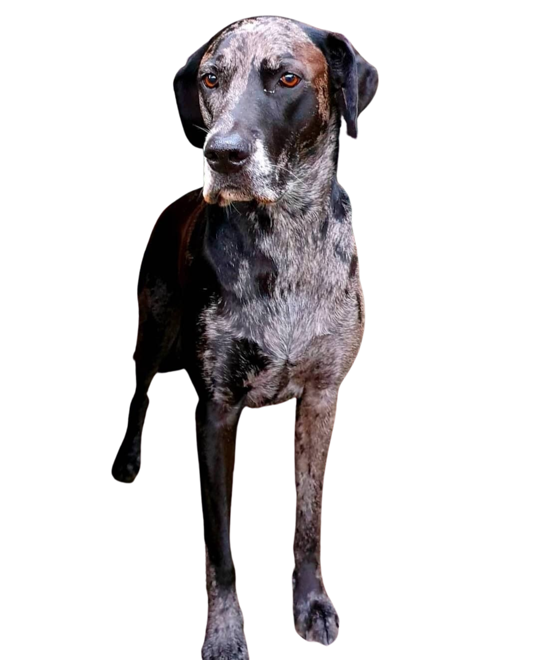 Labradane: Charakter & Haltung - Hunderasse Bilder - dogbible