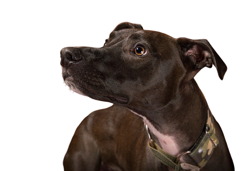 Lurcher: Charakter & Haltung - Hunderasse Bilder - dogbible