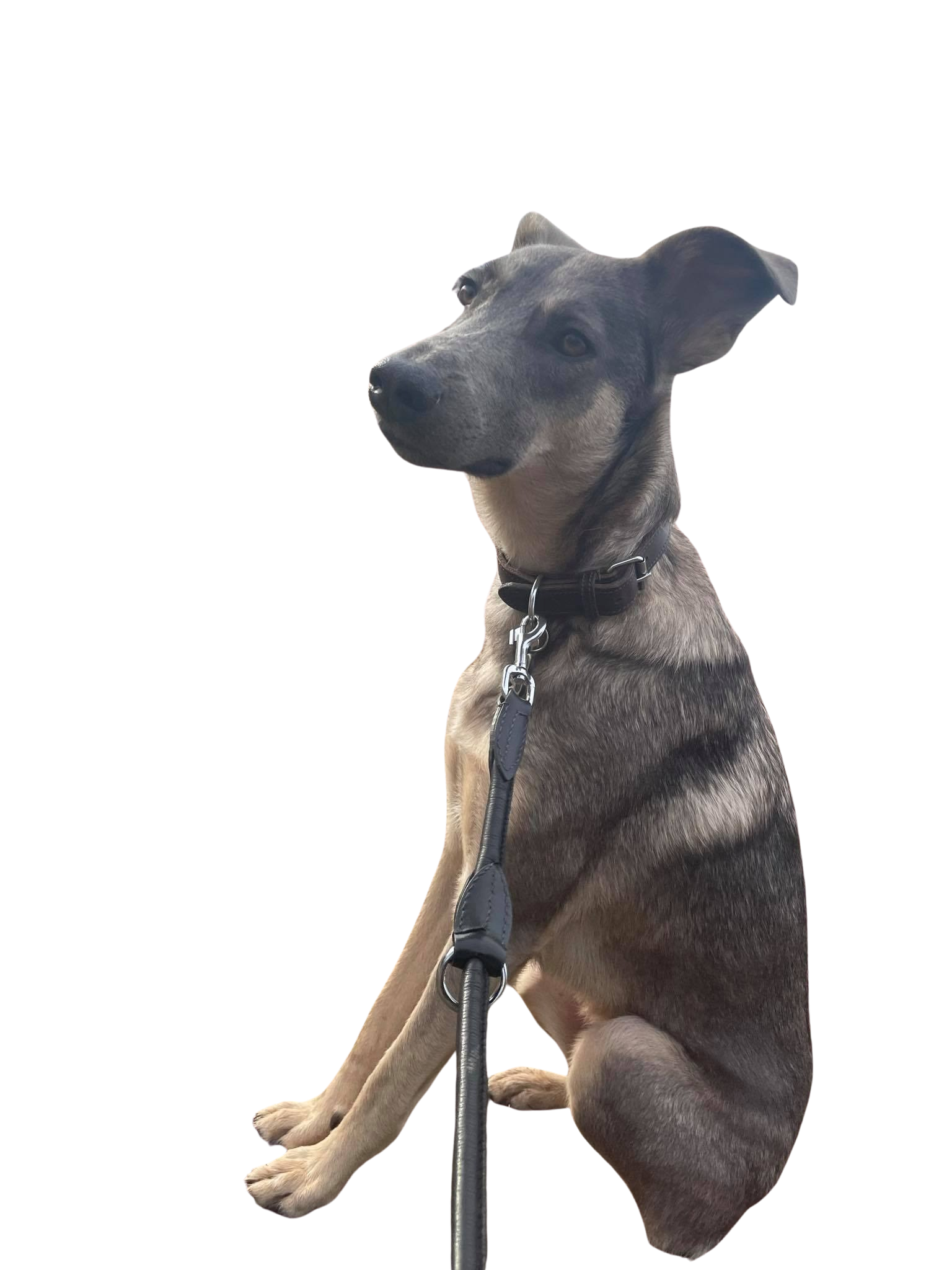 Malinois Dobermann: Charakter & Haltung - Hunderasse Bilder - dogbible
