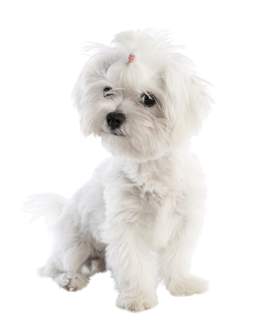 Maltichon: Charakter & Haltung - Hunderasse Bilder - dogbible