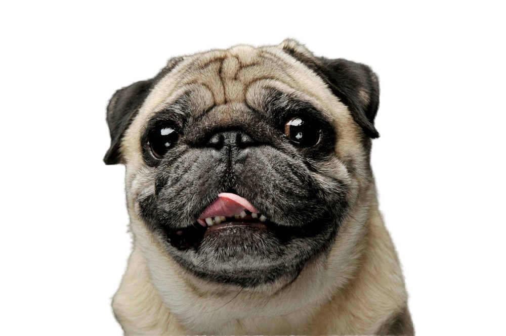Mops: Charakter & Haltung - Hunderasse Bilder - dogbible