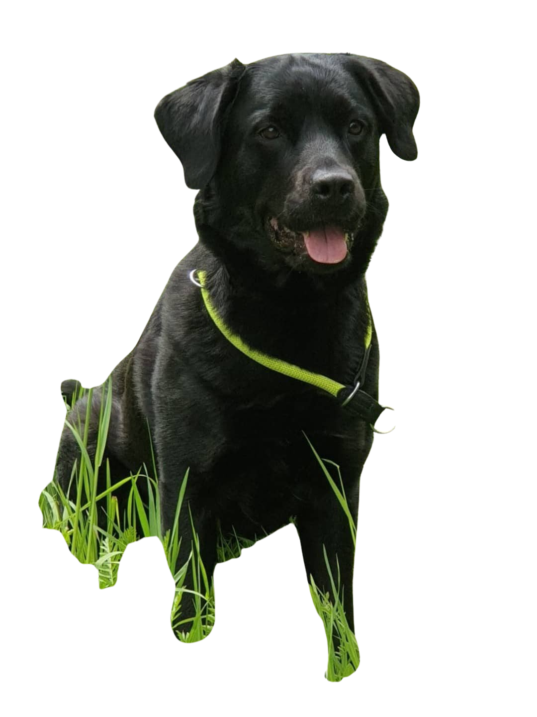 New Rottland: Charakter & Haltung - Hunderasse Bilder - dogbible