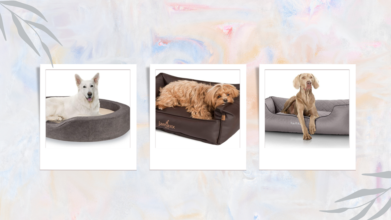 Stiftung Warentest Hundebetten