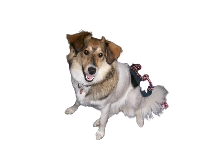 Shel-Aussie: Charakter & Haltung - Hunderasse Bilder - dogbible