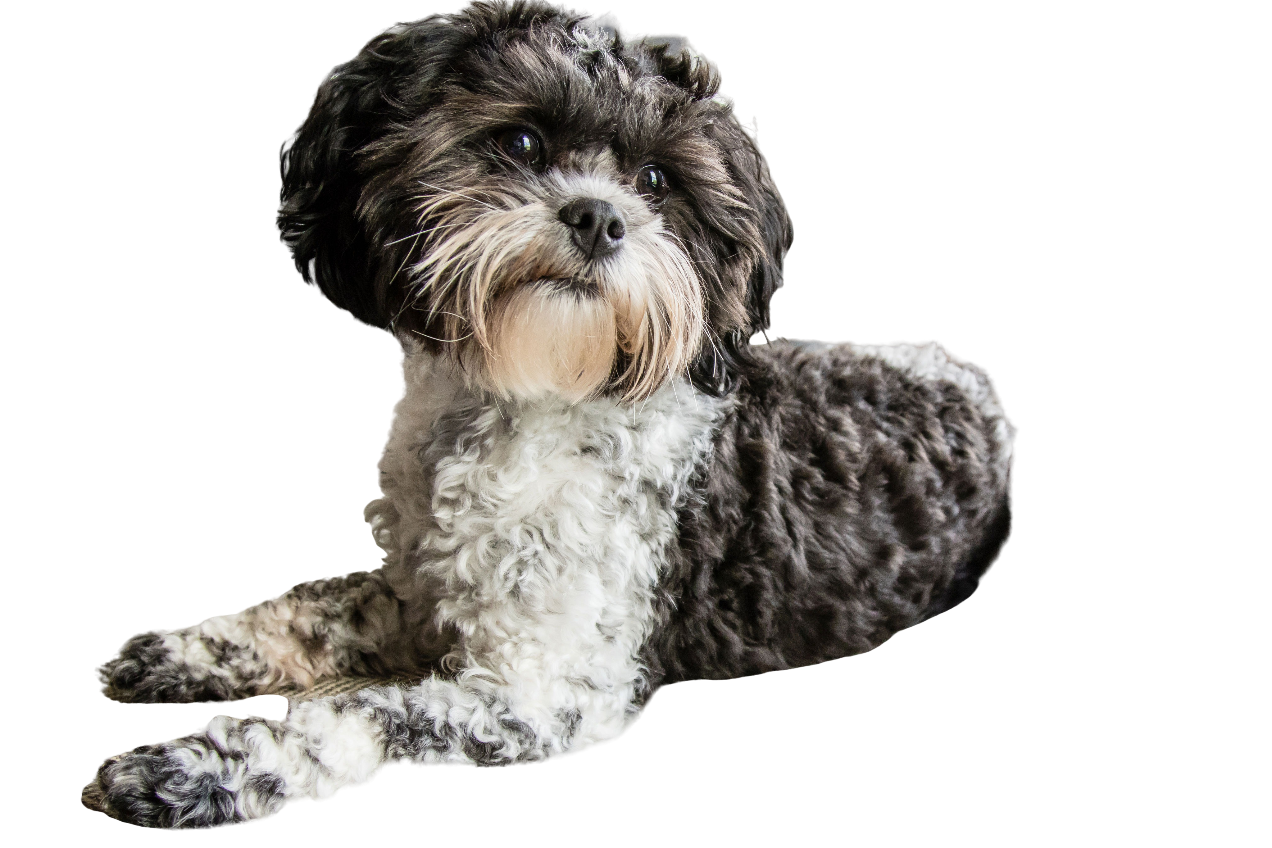 Shipoo - Rassebeschreibung: Charakter &Co - dogbible