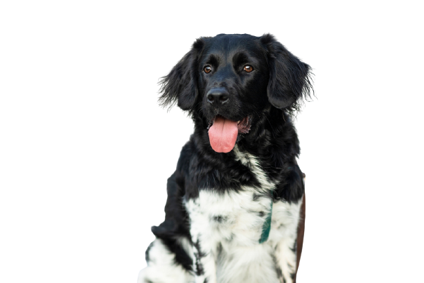 Stabijhoun: Charakter & Haltung - Hunderasse Bilder - dogbible