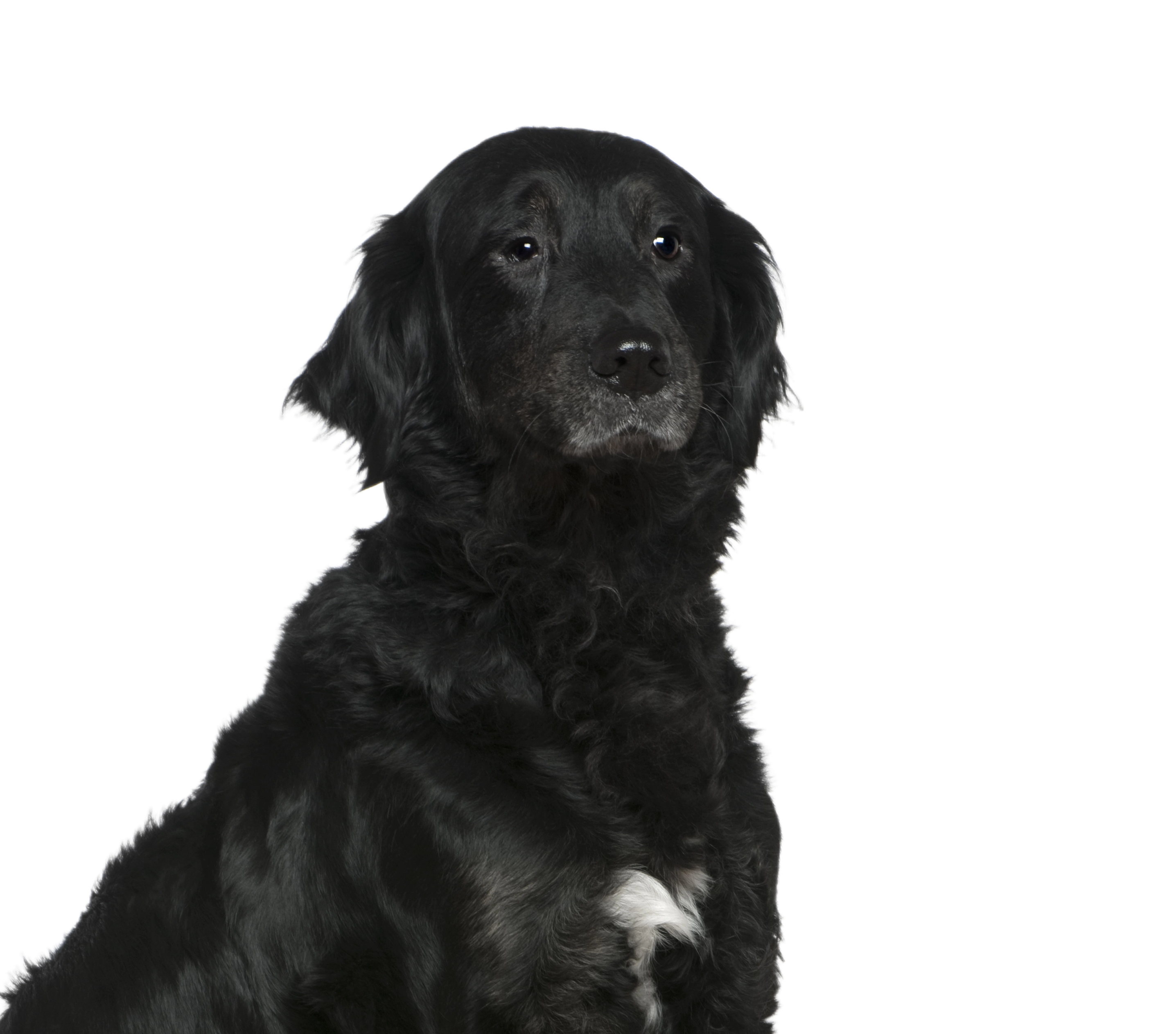 Labernese: Character & Ownership - Dog Breed Pictures - dogbible