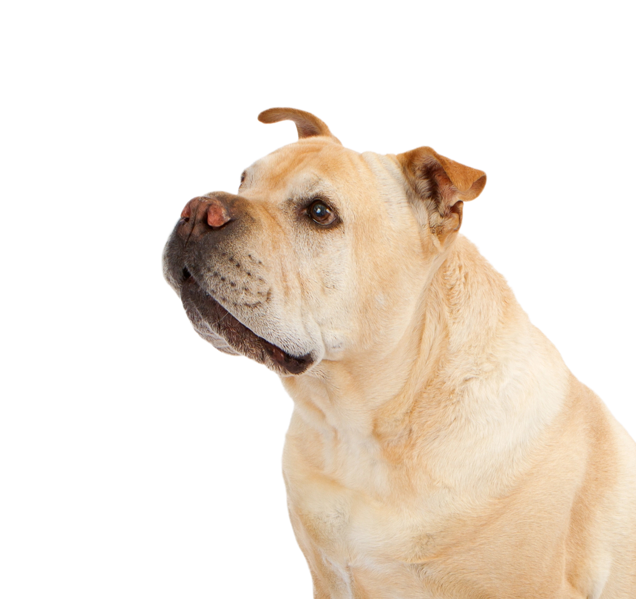 Bull-Pei: Character & Ownership - Dog Breed Pictures - dogbible