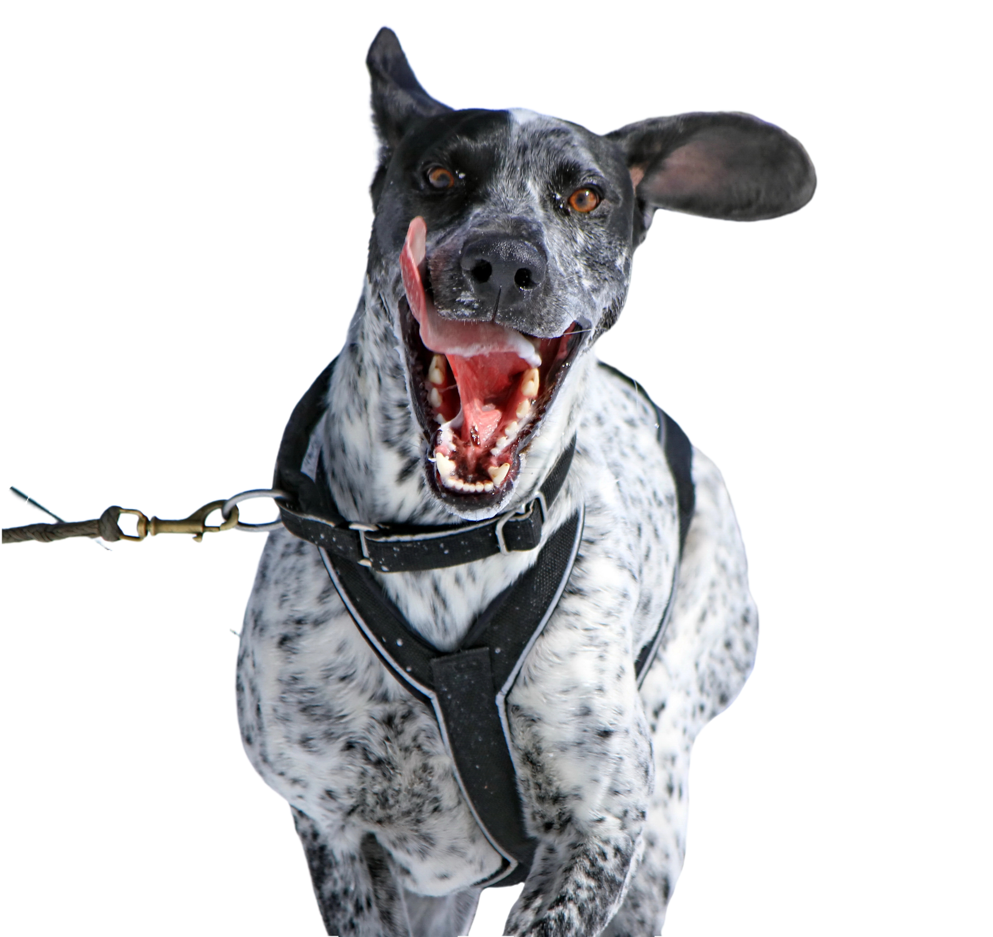 Eurohound: Character & Ownership - Dog Breed Pictures - dogbible