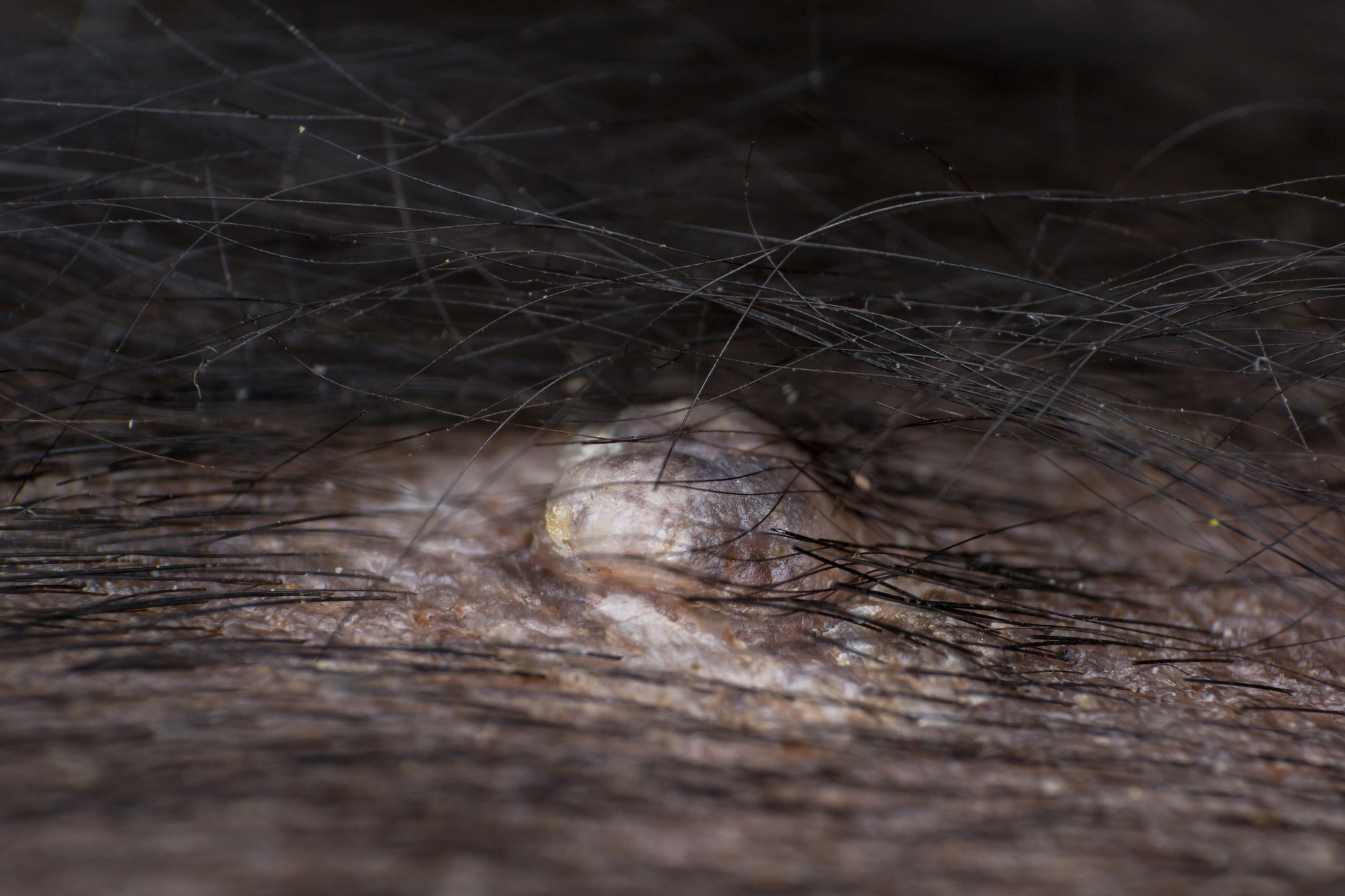Warts in dogs: is it bad? - dogbible