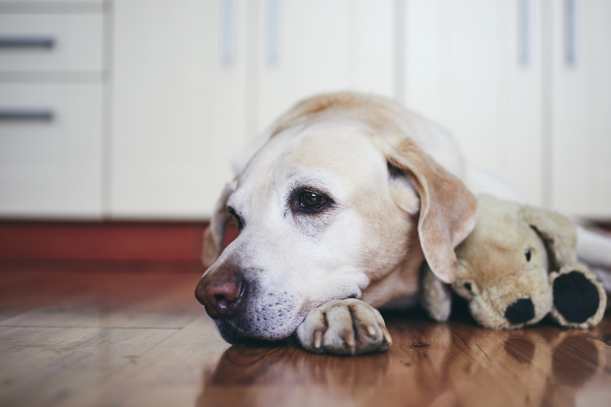 Selegiline for dogs: Everything you need to know about its use for ...