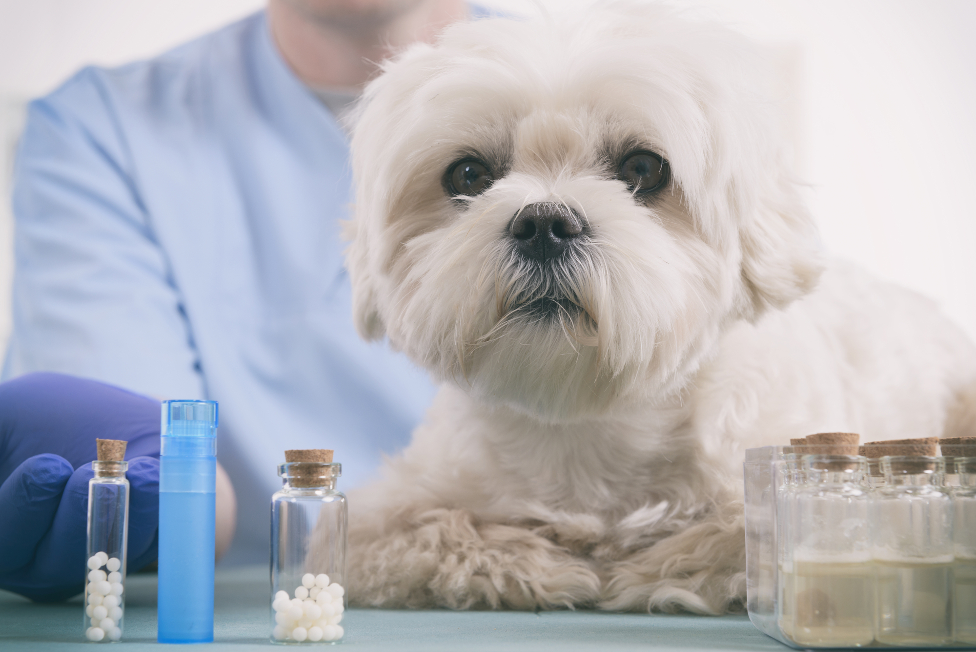 Globules for dogs - dogbible