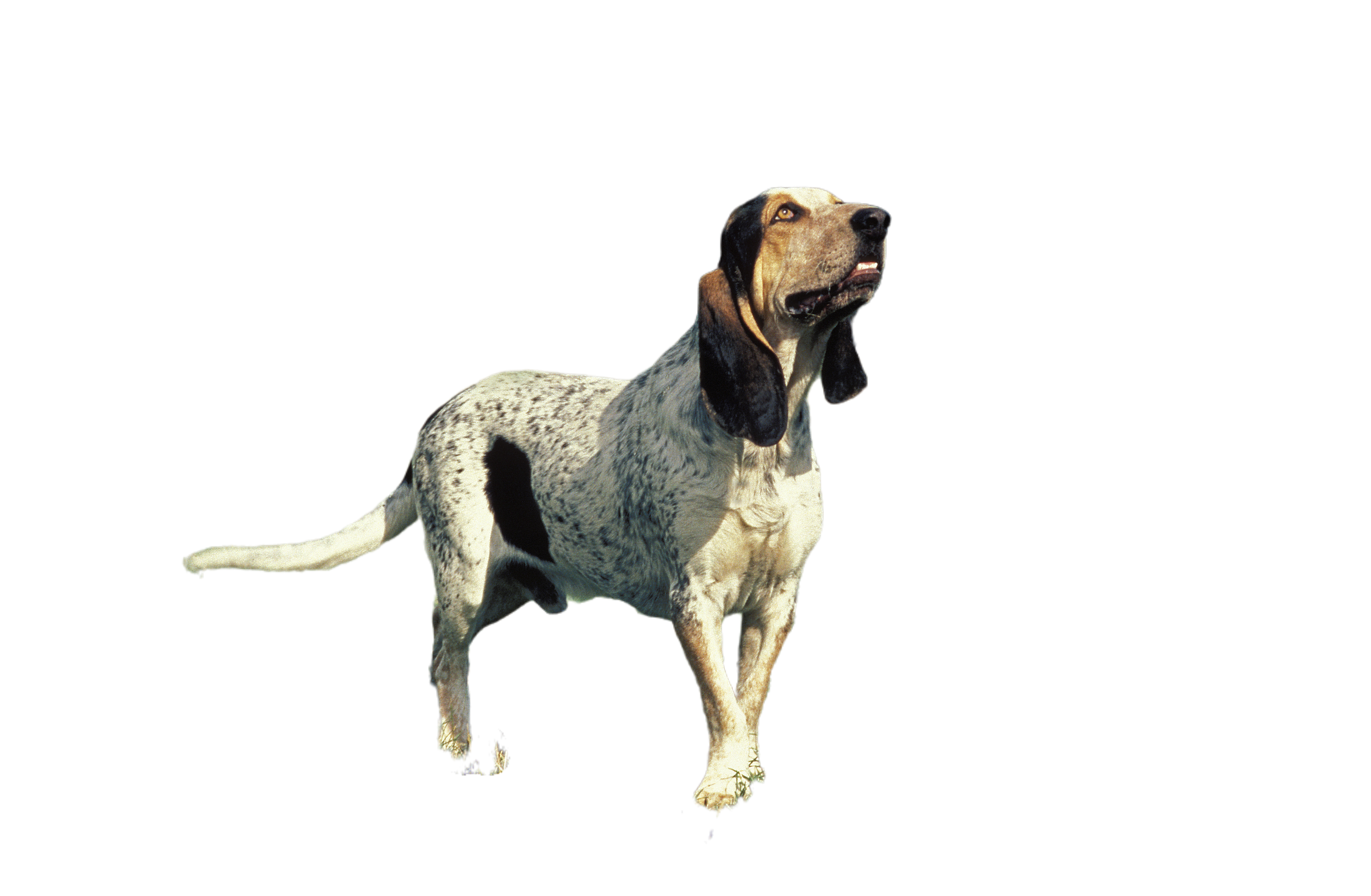 Petit Gascon Saintongeois: Character & Ownership - Dog Breed Pictures ...