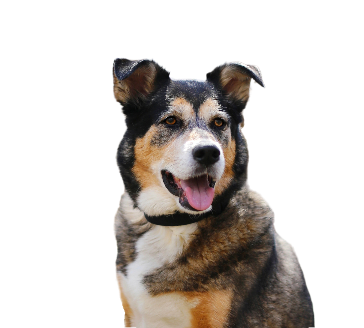 Border Shollie: Character & Ownership - Dog Breed Pictures - dogbible