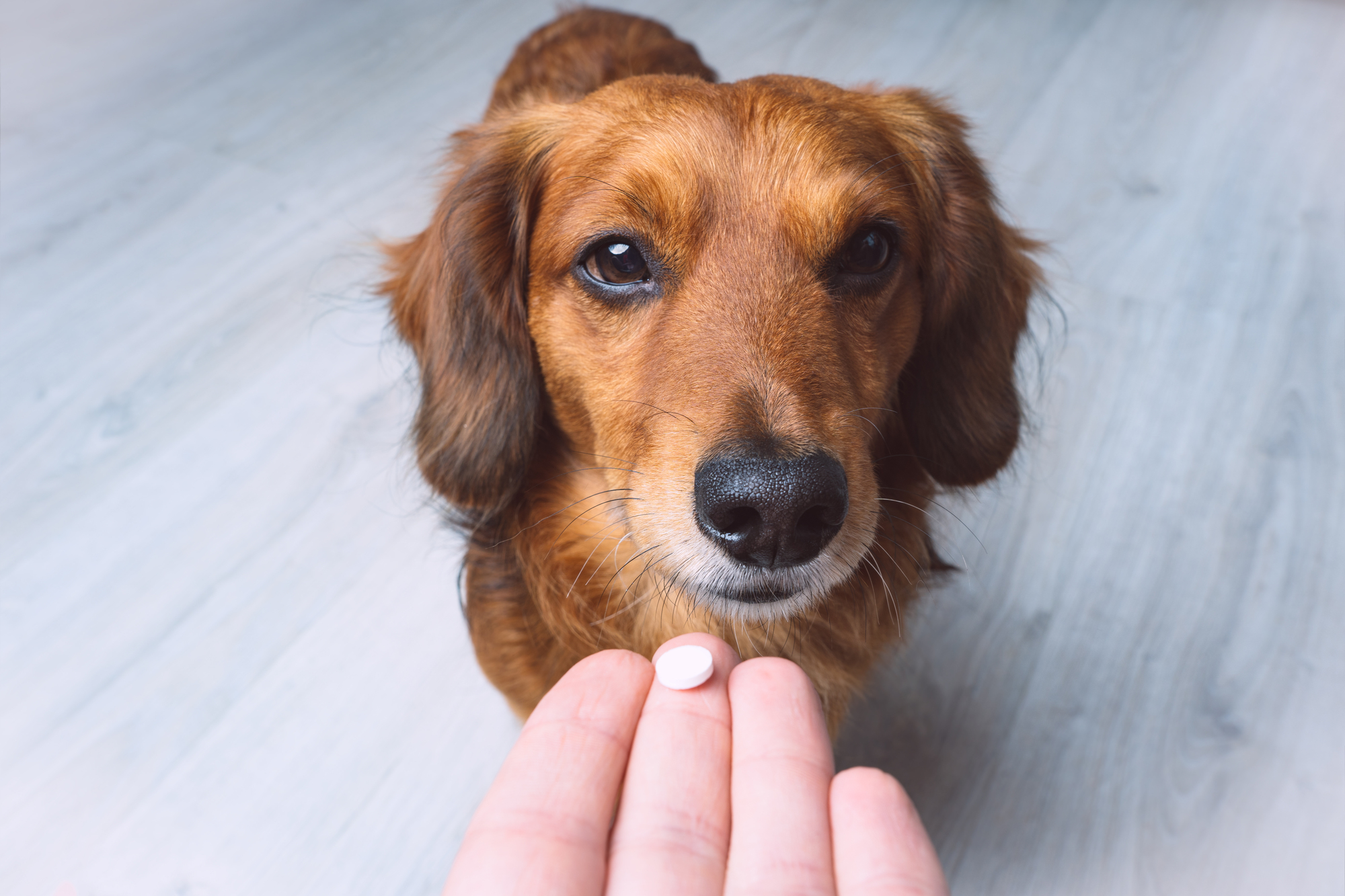 Panacur for dogs: What is it for and what should I look out for? - dogbible