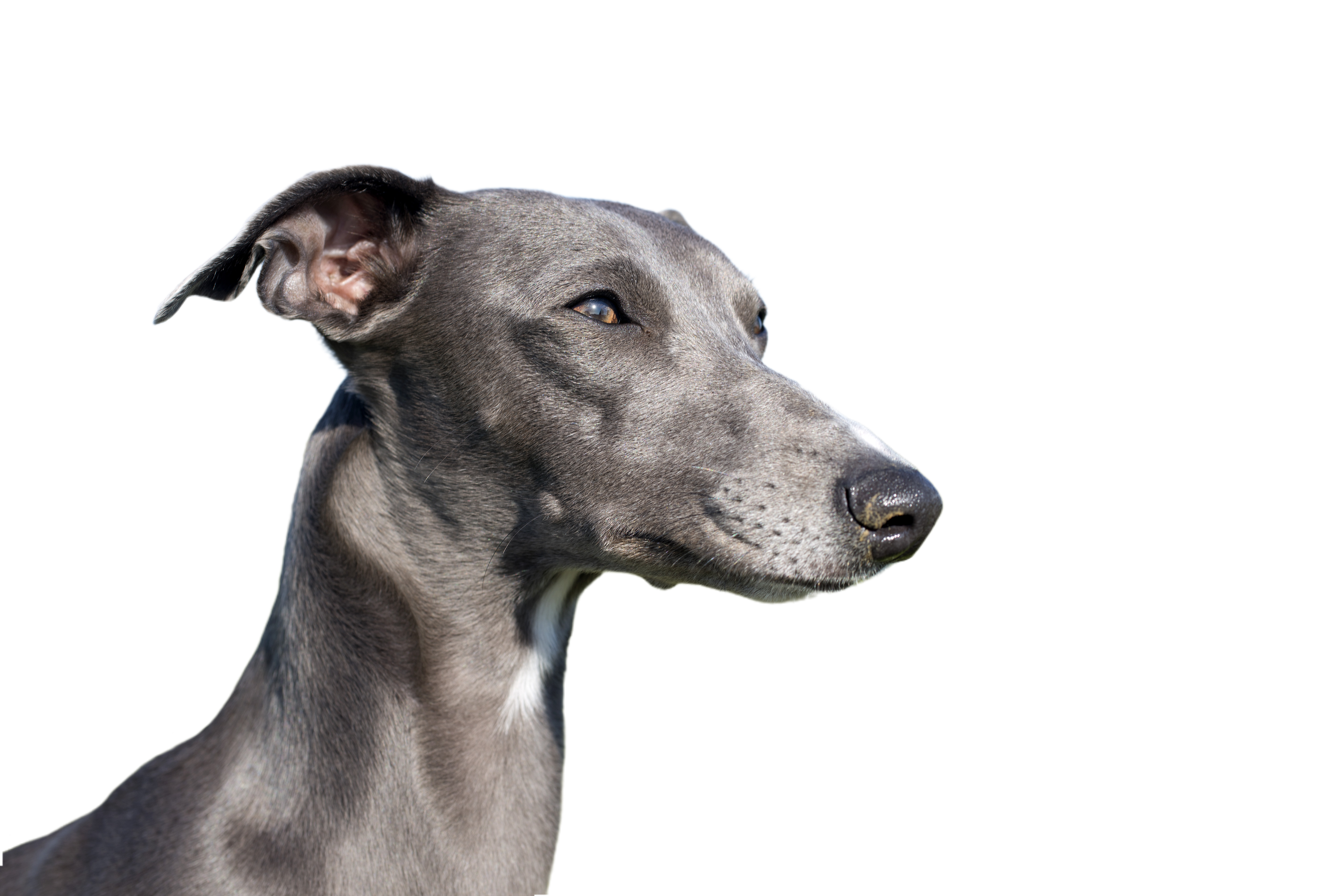 Whippet: Character & Ownership - Dog Breed Pictures - dogbible