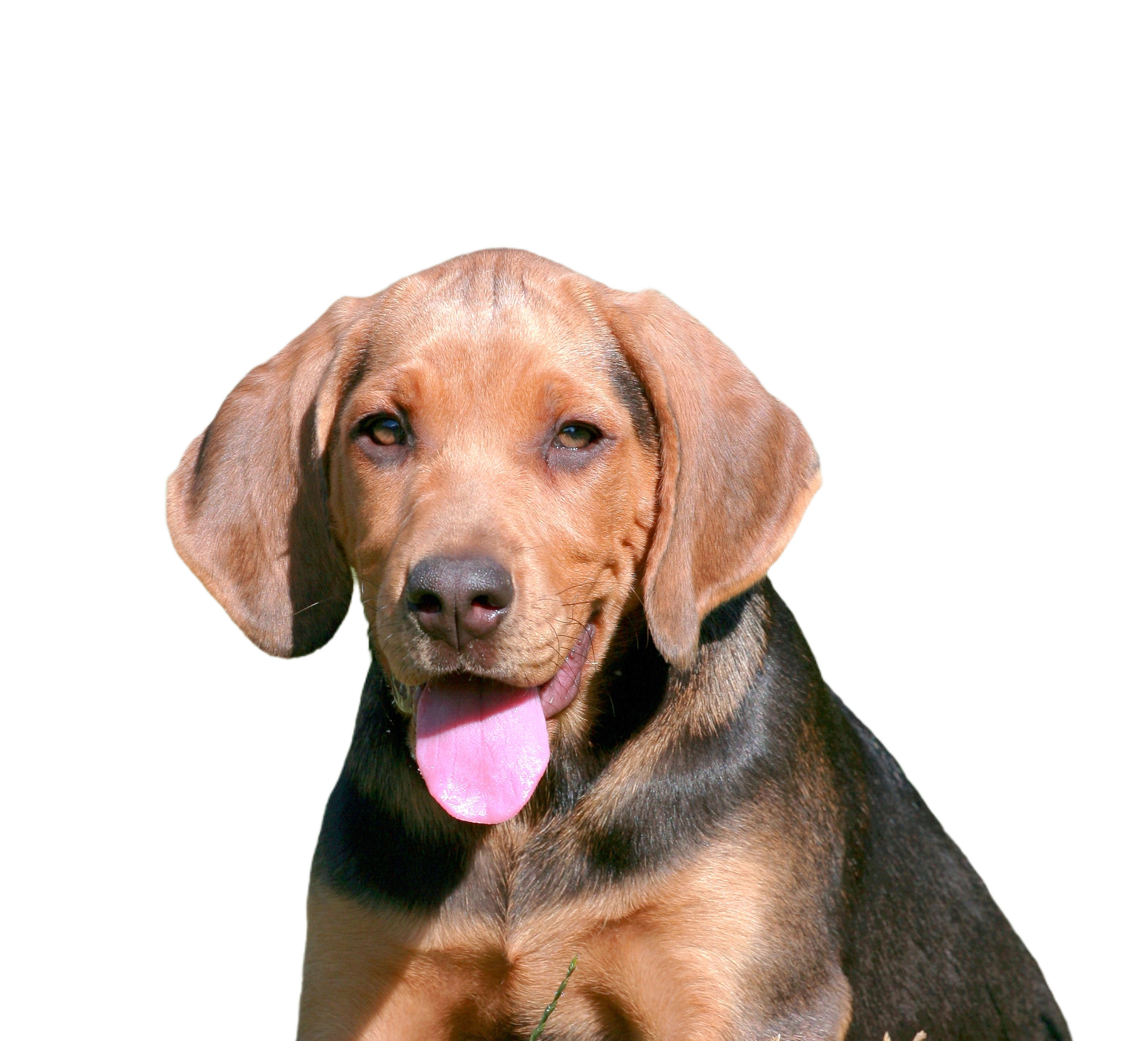 Polish Bracke: Character & Ownership - Dog Breed Pictures - dogbible
