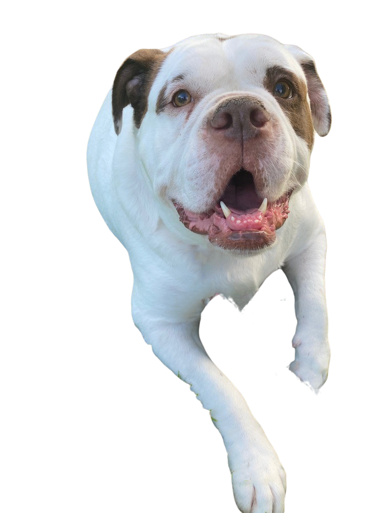Alpha Blue American Bulldog Breeders