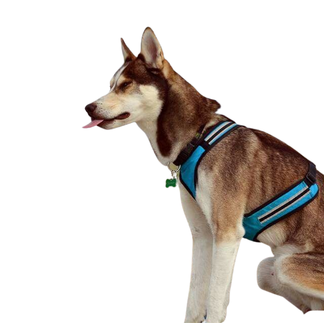 Alusky: Character & Ownership - Dog Breed Pictures - dogbible