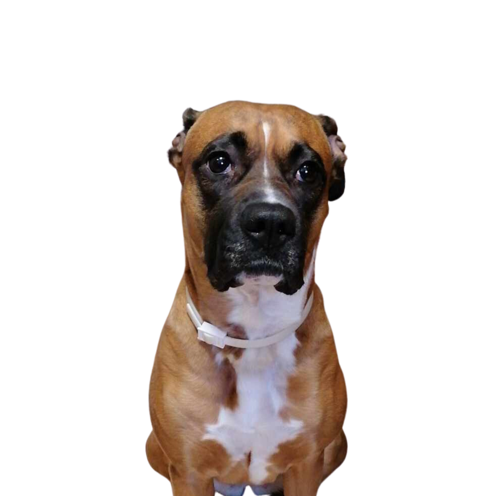 Bullboxer Staff: Character & Ownership - Dog Breed Pictures - dogbible