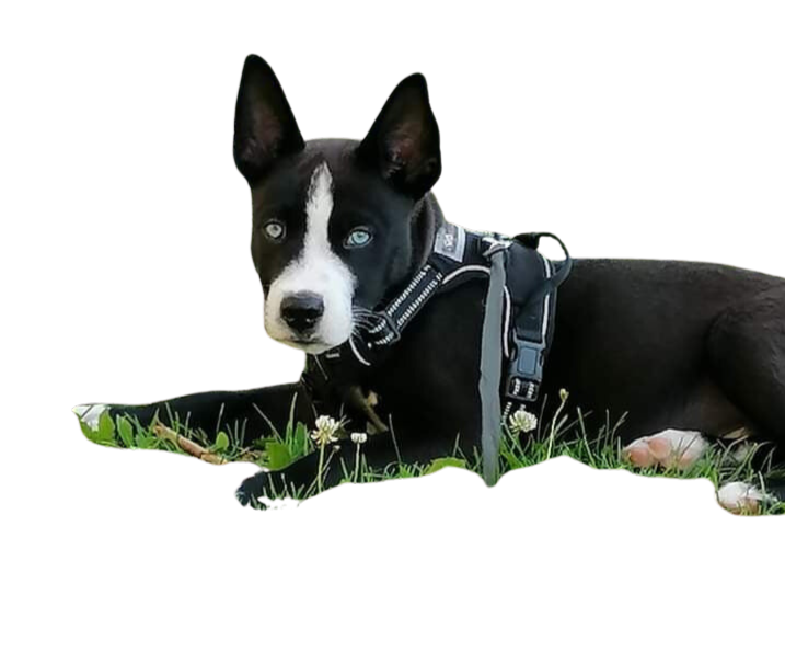 Amstaffsky: Character & Ownership - Dog Breed Pictures - dogbible