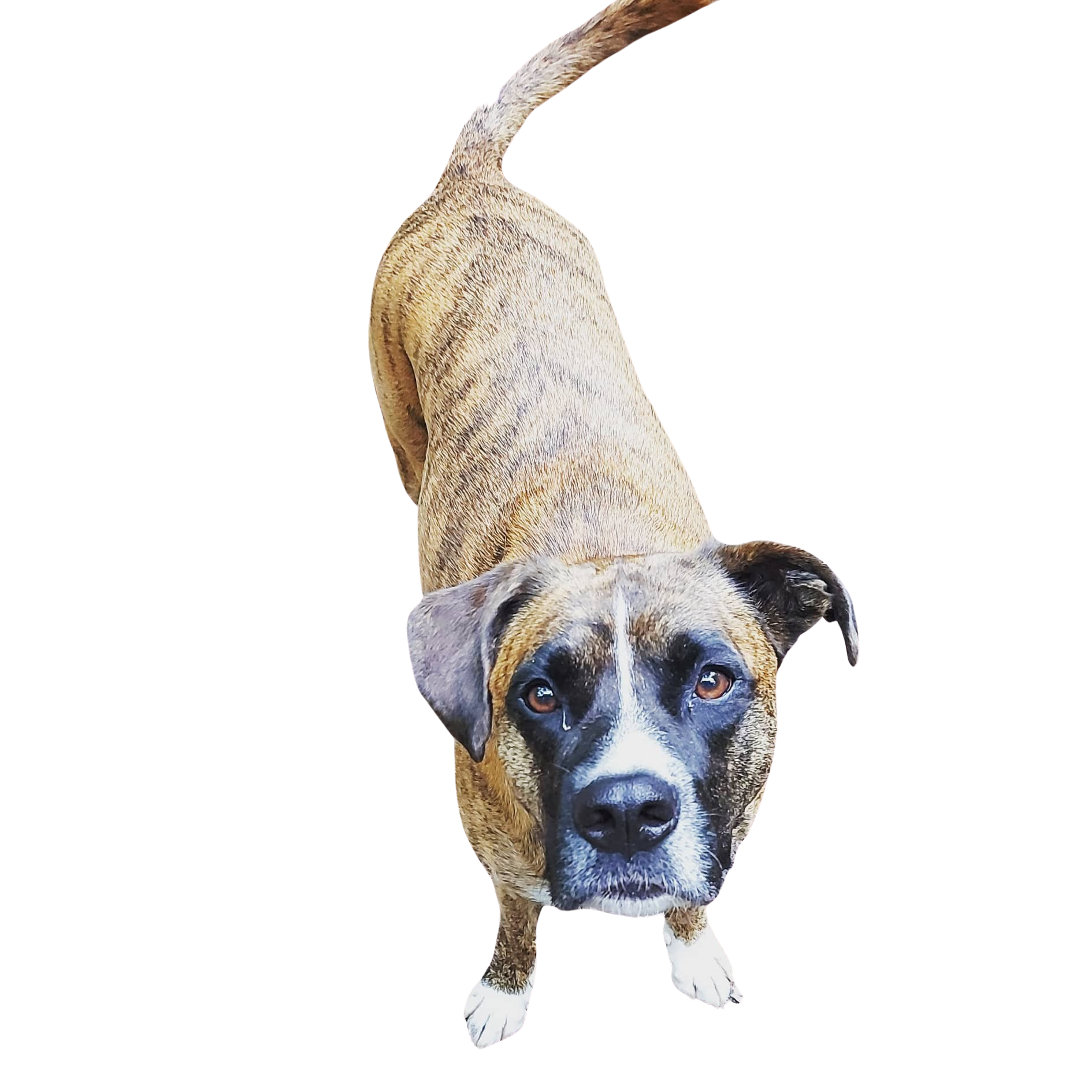 Black Australian Shepherd Boxer Mix