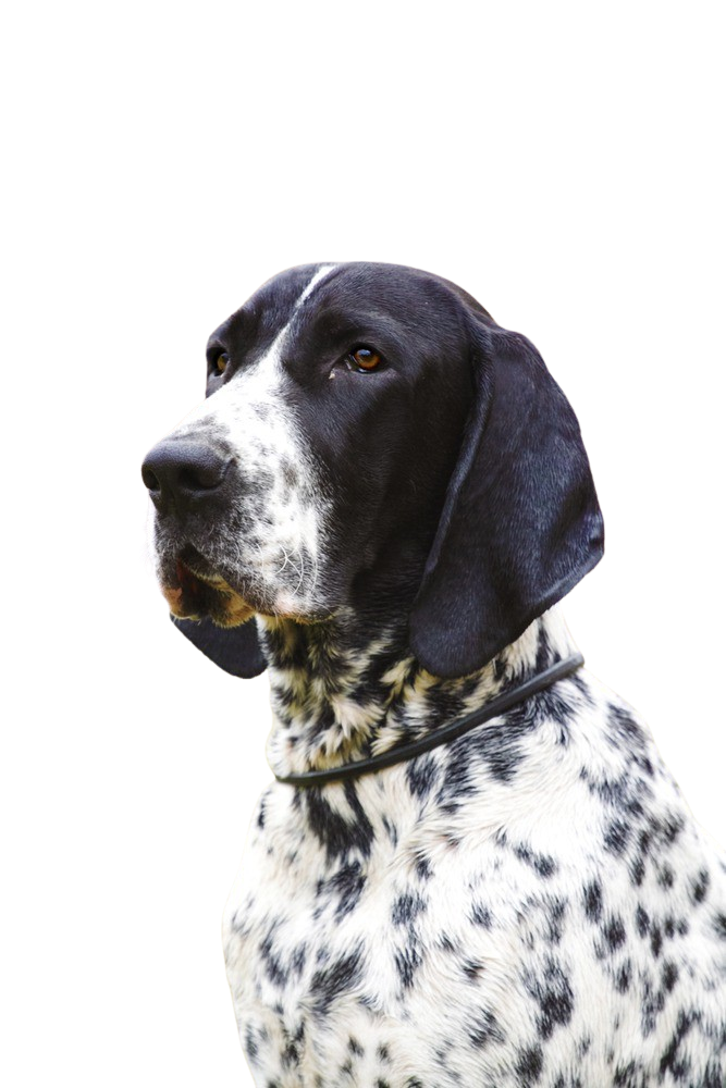Auvergne Pointer: Character & Ownership - Dog Breed Pictures - dogbible