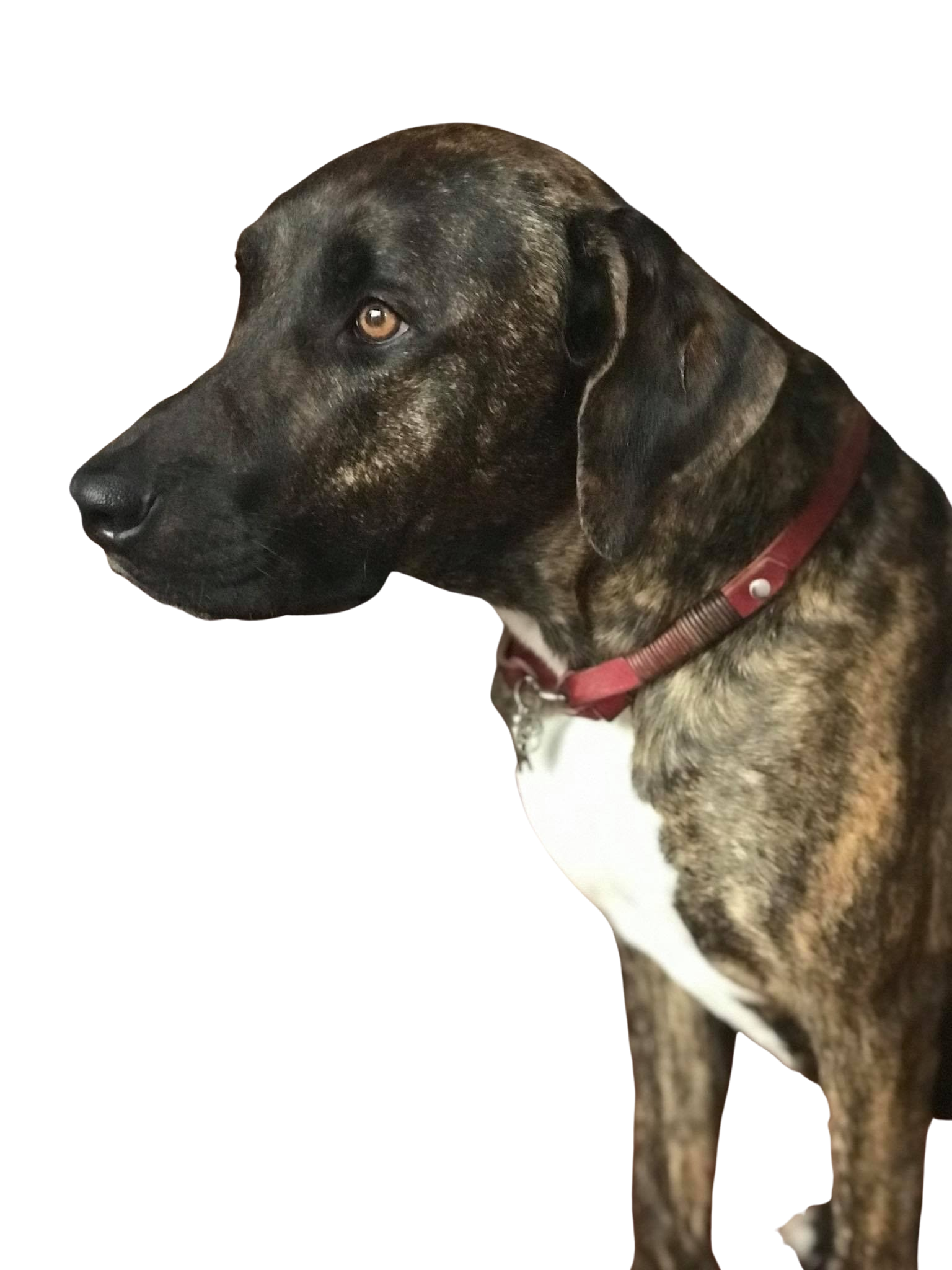 Canarian Ridgeback: Character & Ownership - Dog Breed Pictures - dogbible