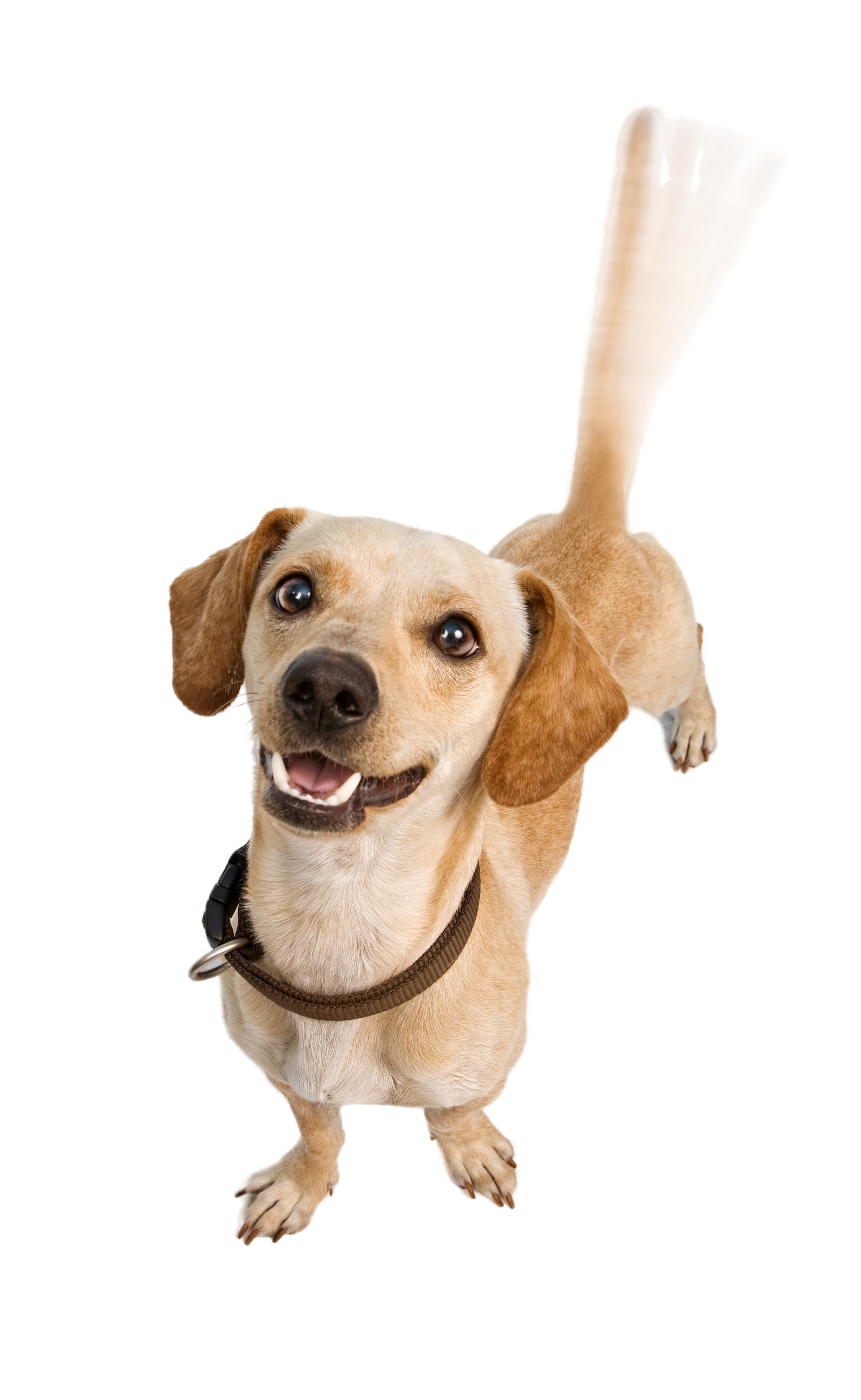Chiweenie - Breed description: Character &Co - dogbible